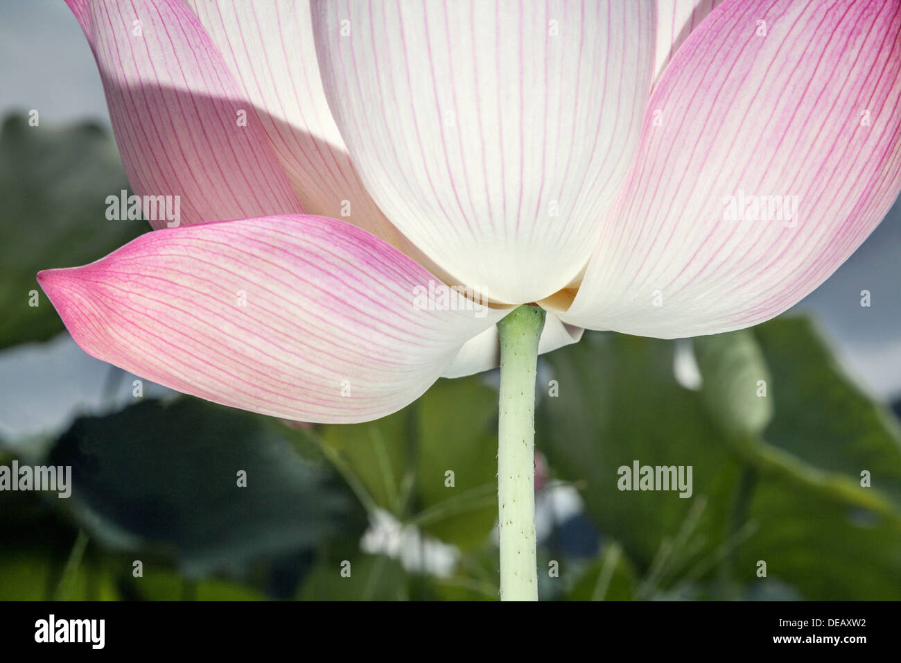 Lotus flower side view hi-res stock photography and images - Alamy
