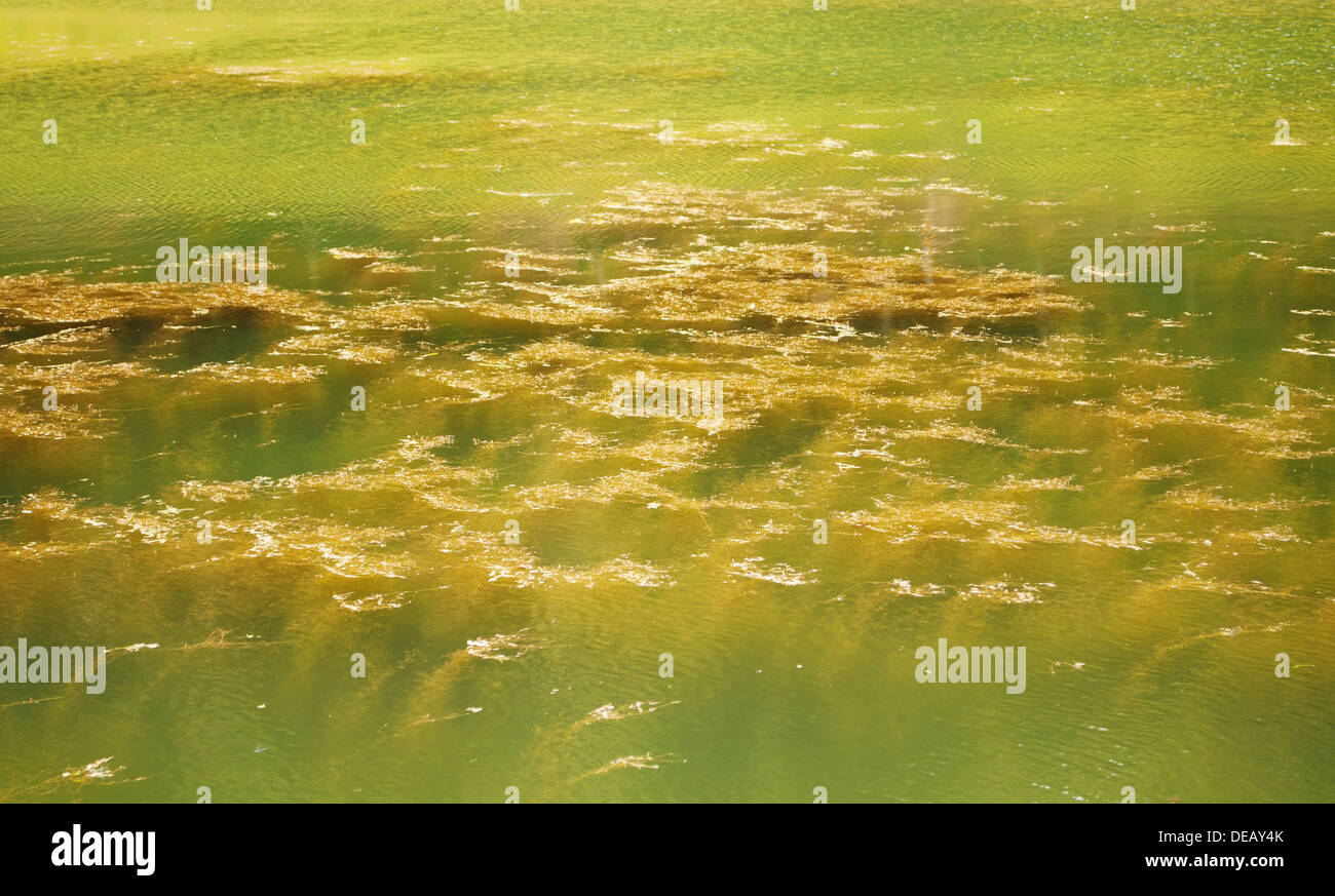 Swamp green hi-res stock photography and images - Alamy