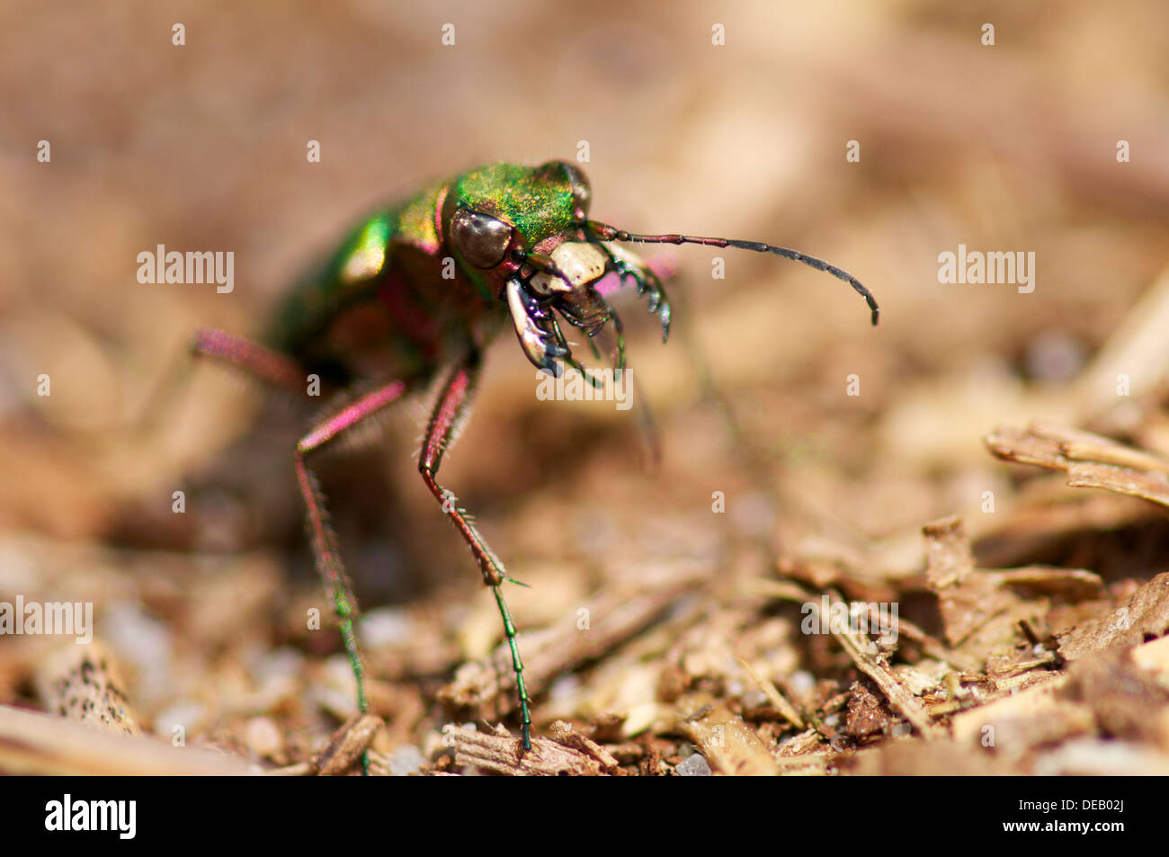 The jaws of a Green Tiger Beetle predator Stock Photo - Alamy