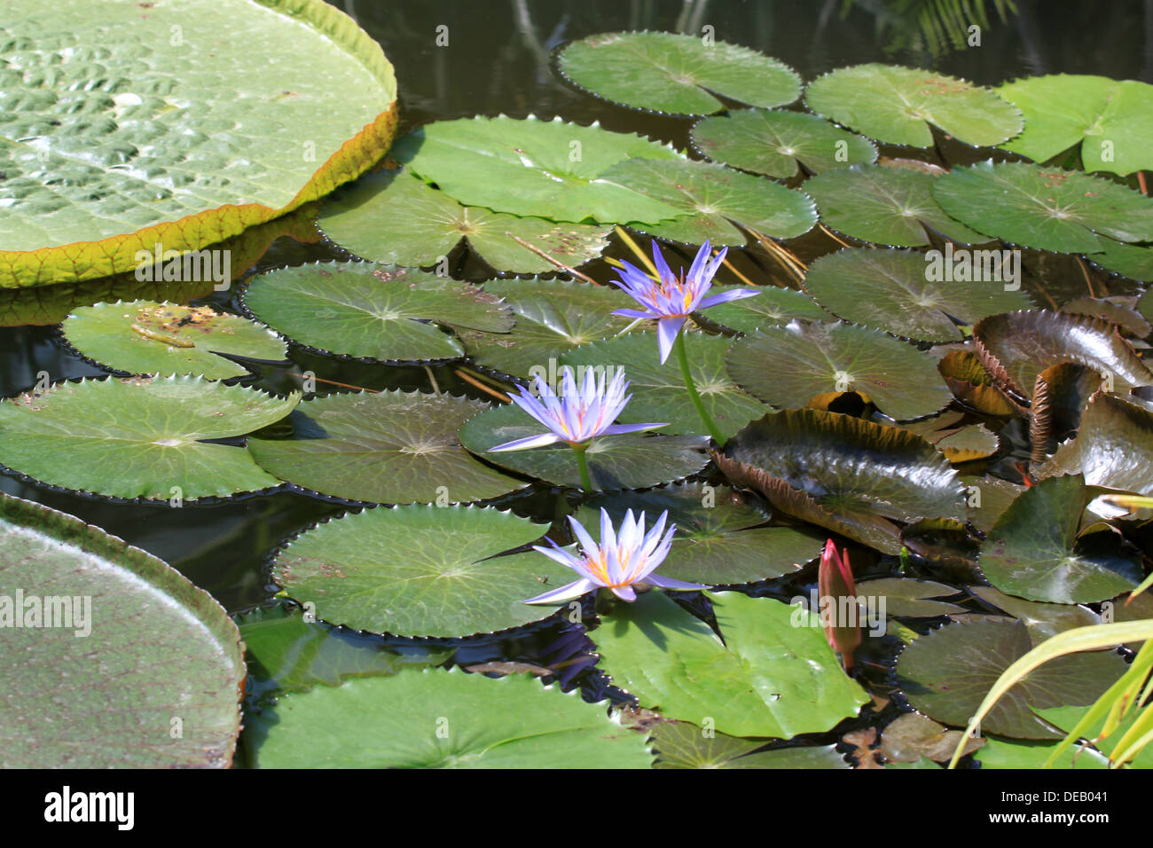 Water lilies in a pond hi-res stock photography and images - Alamy