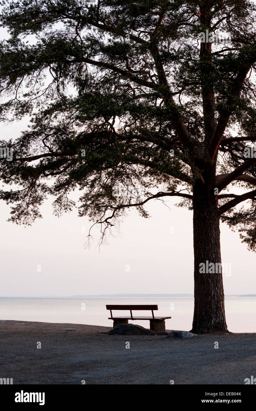 empty bench and big tree silhouette Stock Photo - Alamy