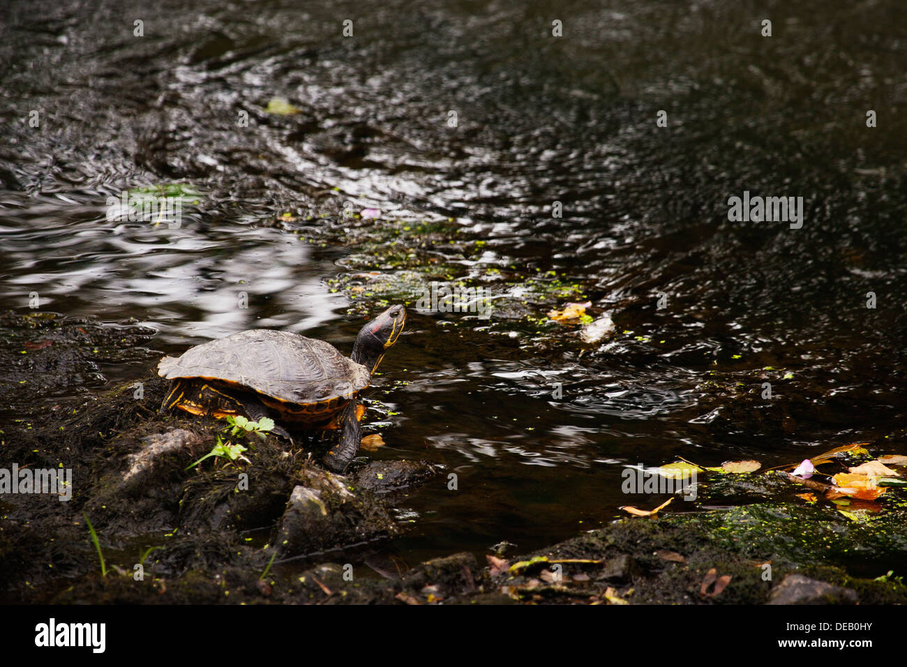 escaped terrapin on the river Tamar Devon/Cornwall border Stock Photo ...