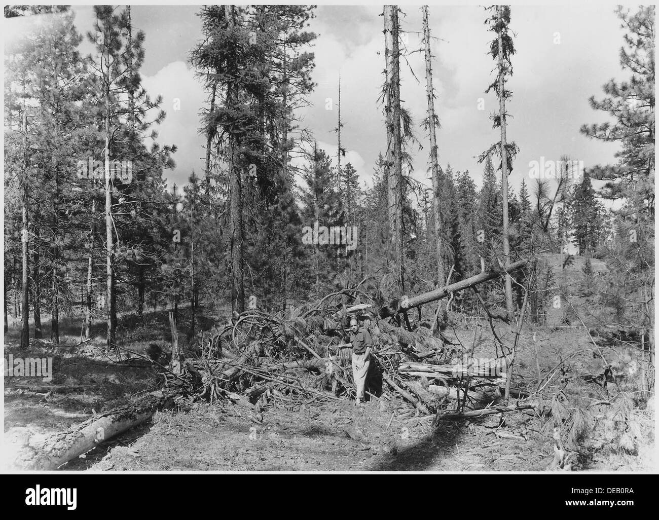 This image shows a slash pile, typical of the work done by the Biles ...