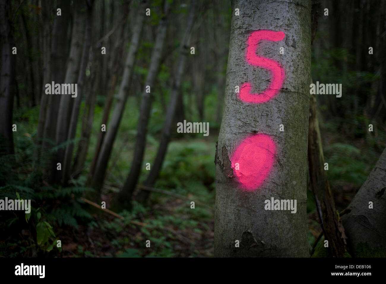 The number 5 has been sprayed in aerosol on to tree bark to identify ...
