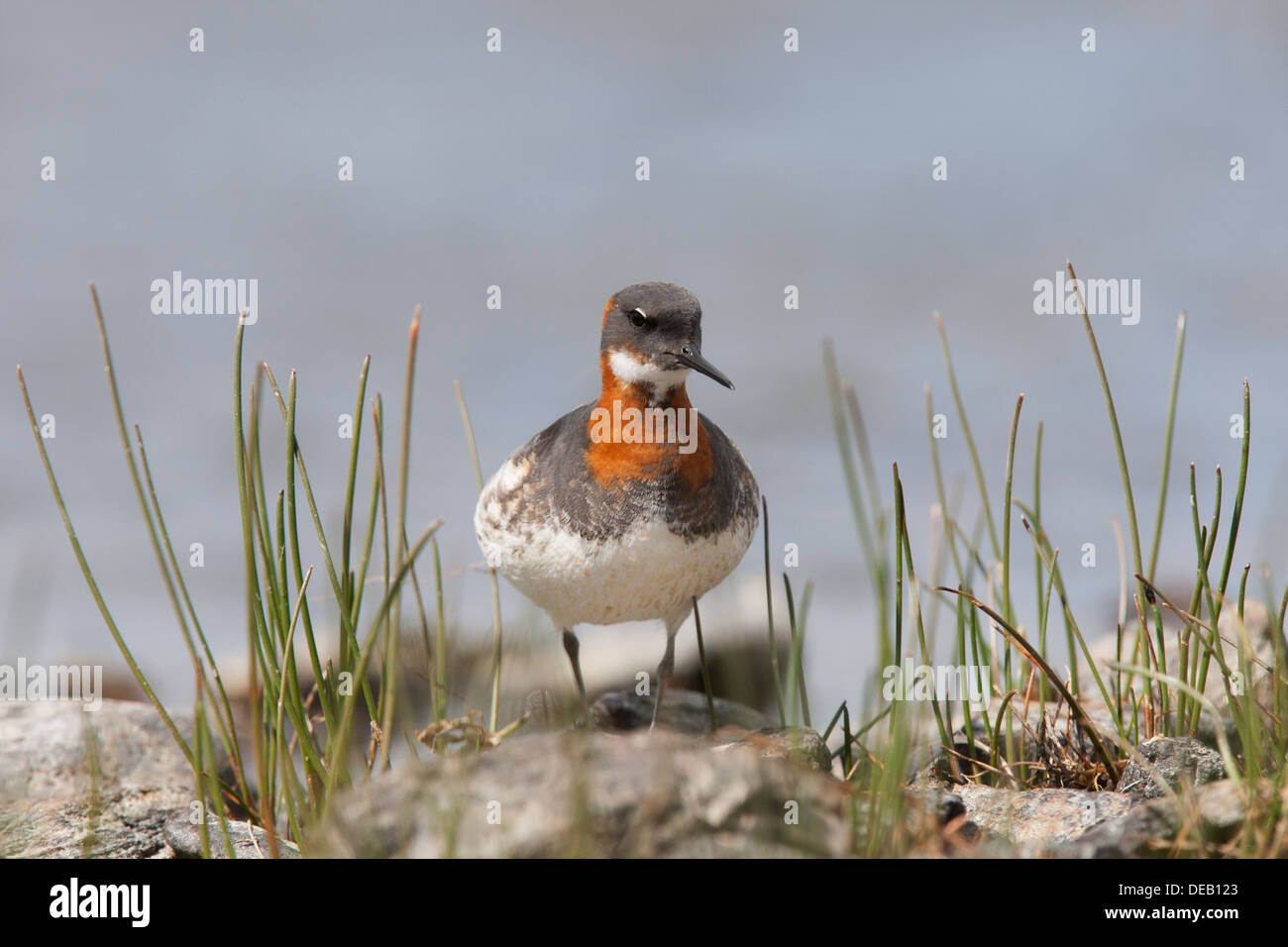 Red necked phalarope female breeding plumage hi-res stock photography ...