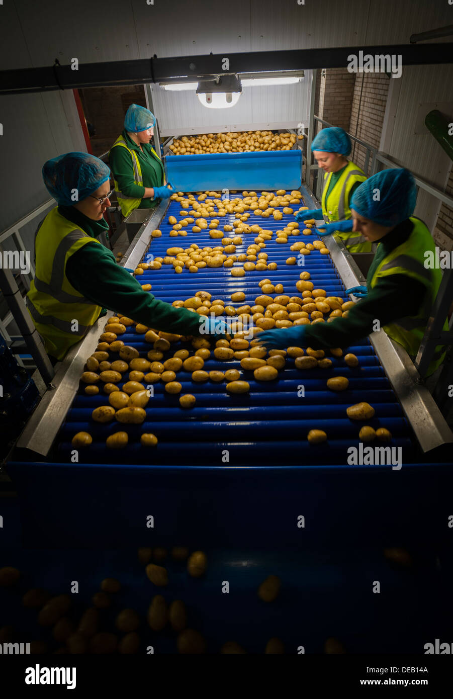 Young women checking new potatoes at a processing and packaging plant ...