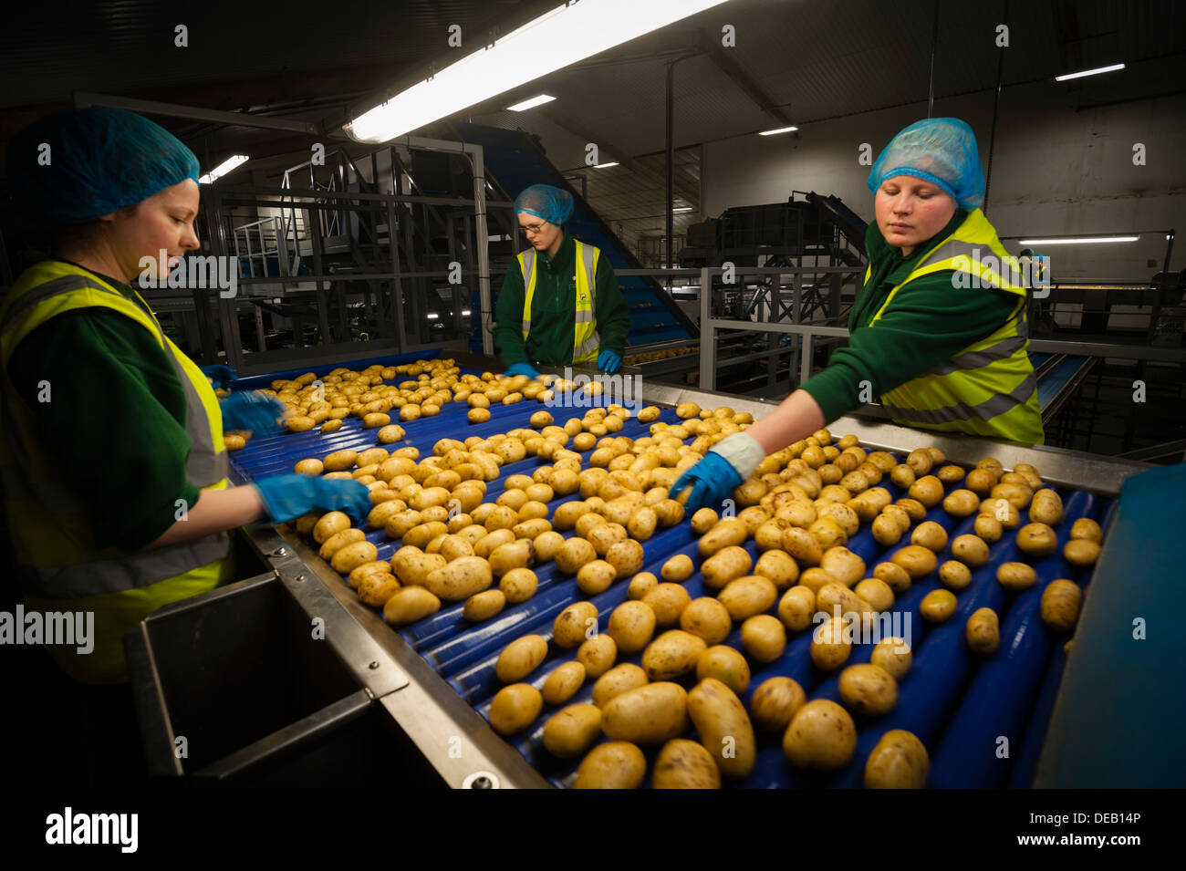 Young women checking new potatoes at a processing and packaging plant ...