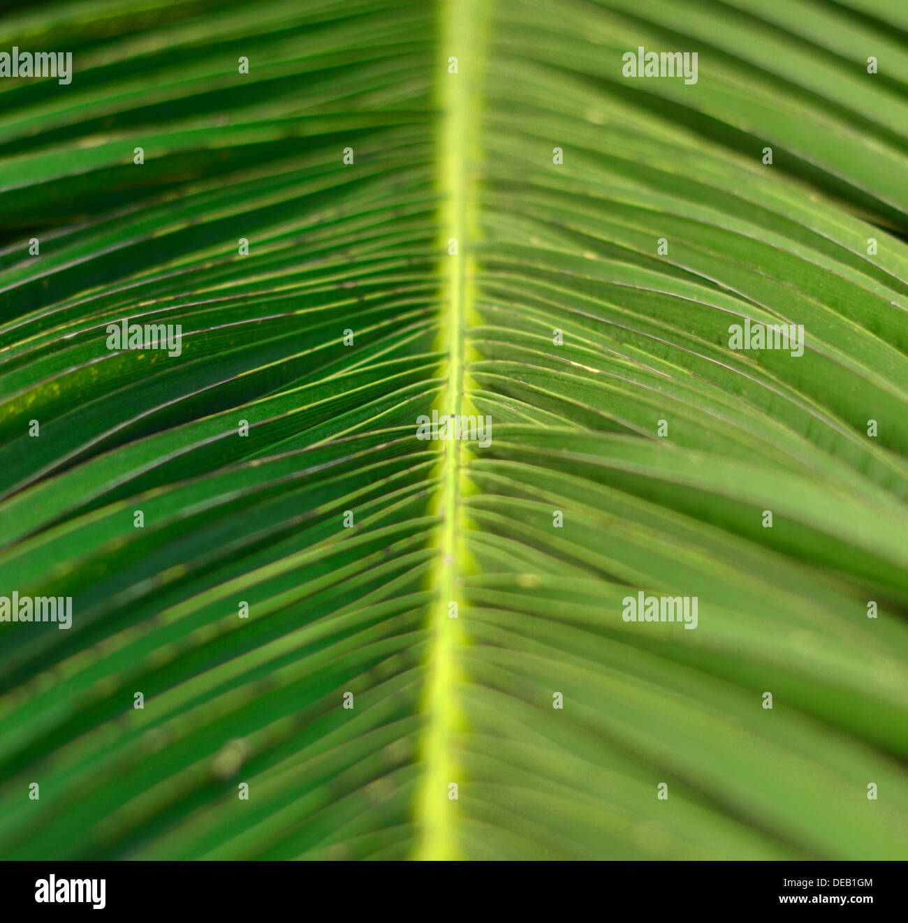 Palm leaf abstract background Stock Photo - Alamy