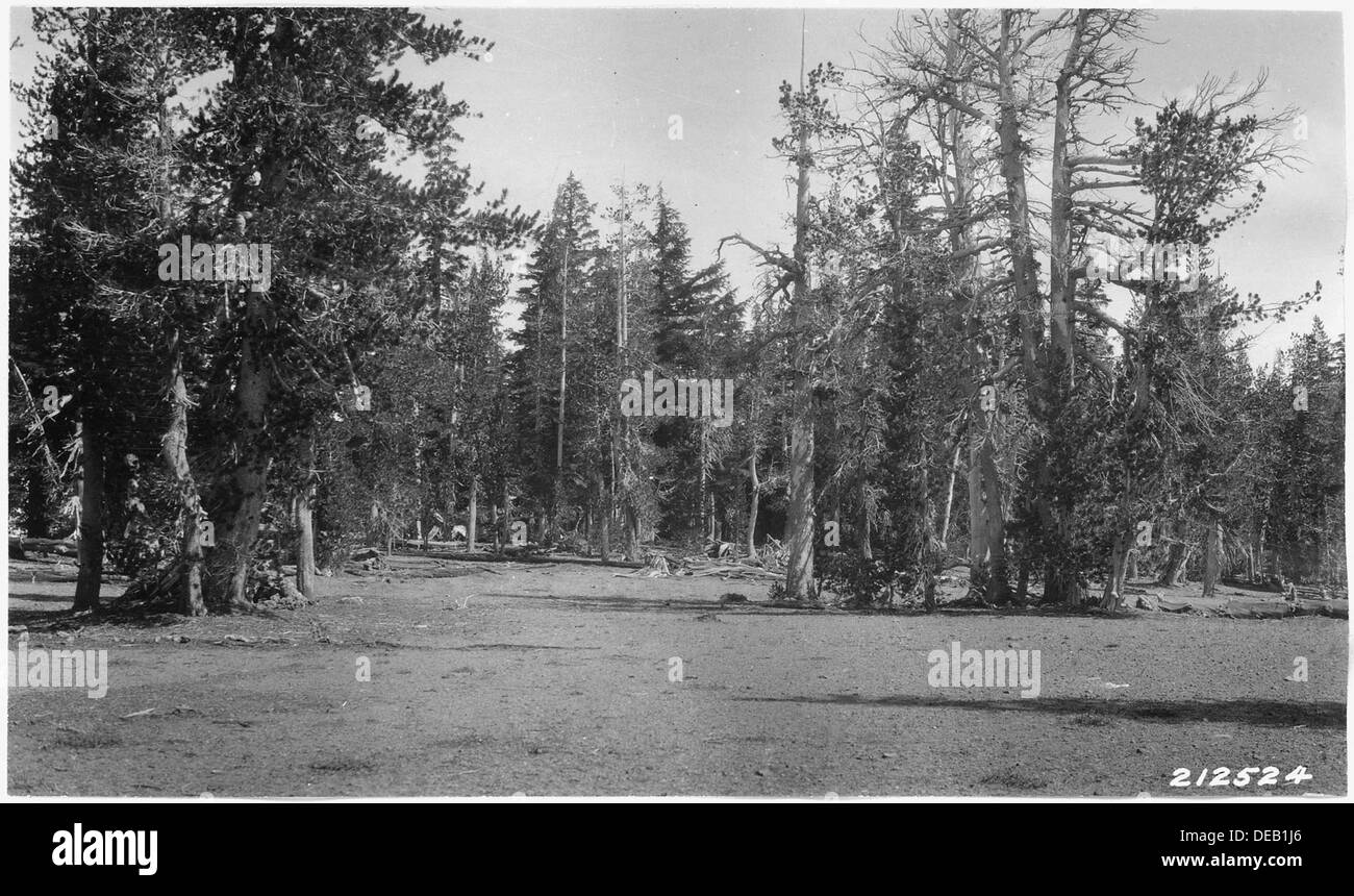 Subalpine vegetation Black and White Stock Photos & Images - Alamy
