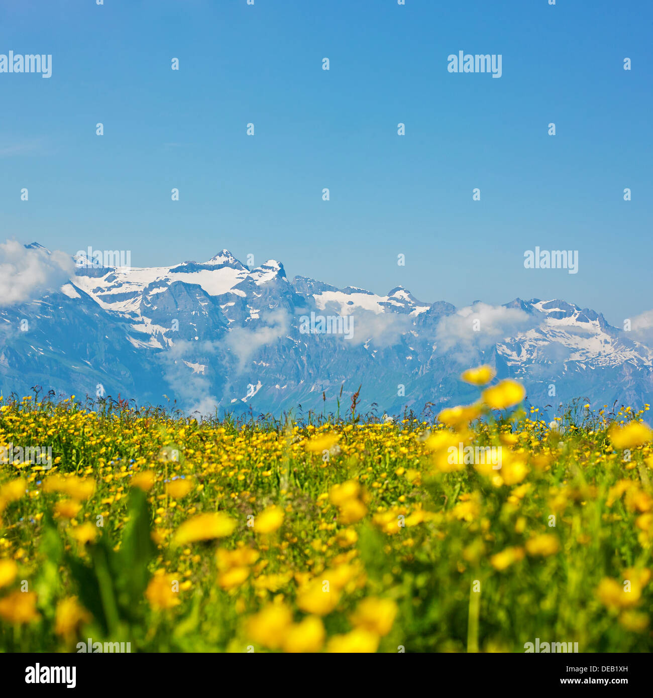 High Alpine Mountain View Over Buttercups Stock Photo - Alamy