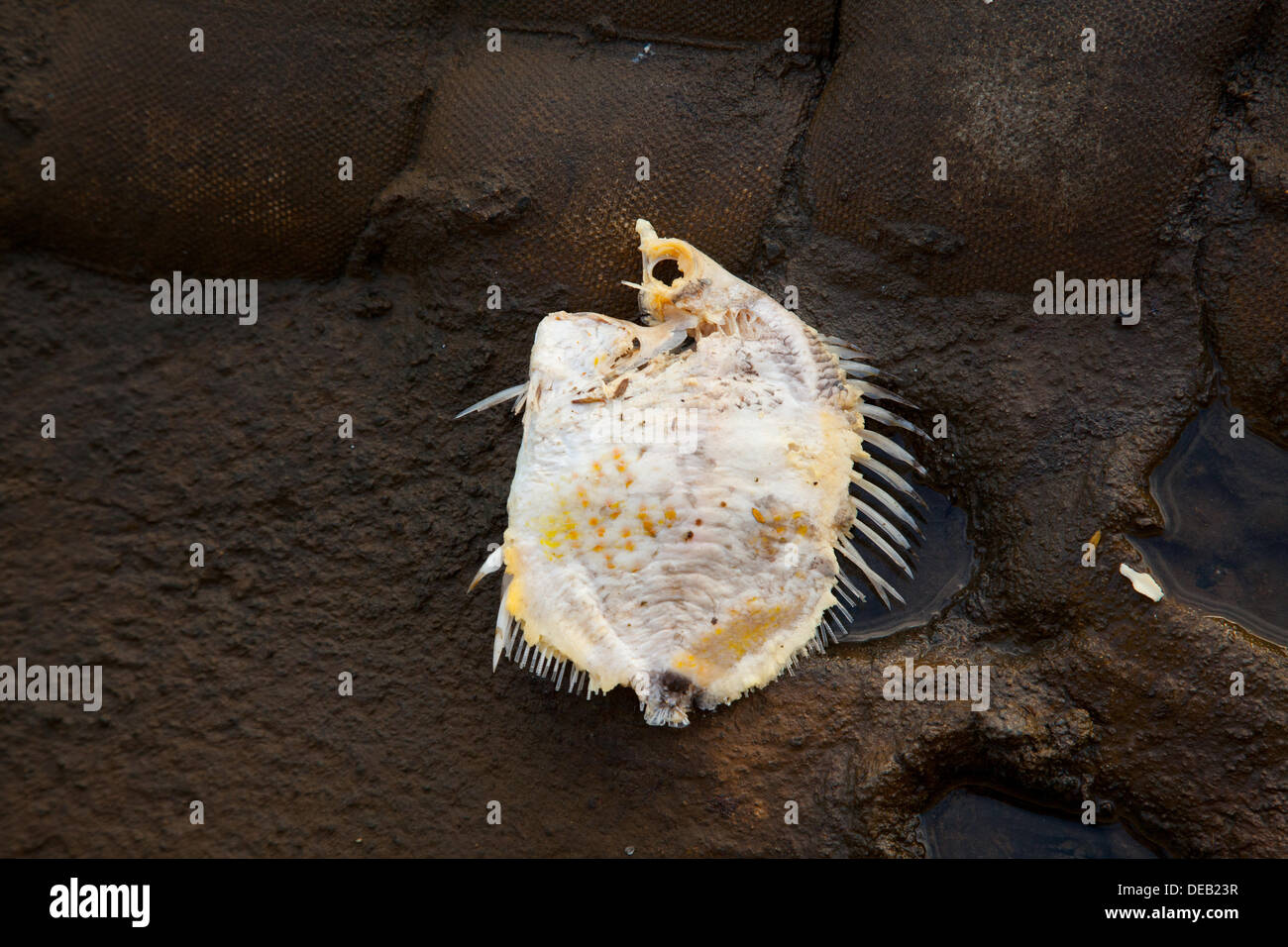 Honolulu, Hawaii. 15th Sep, 2013. A dead fish on the beach after 1400 ...