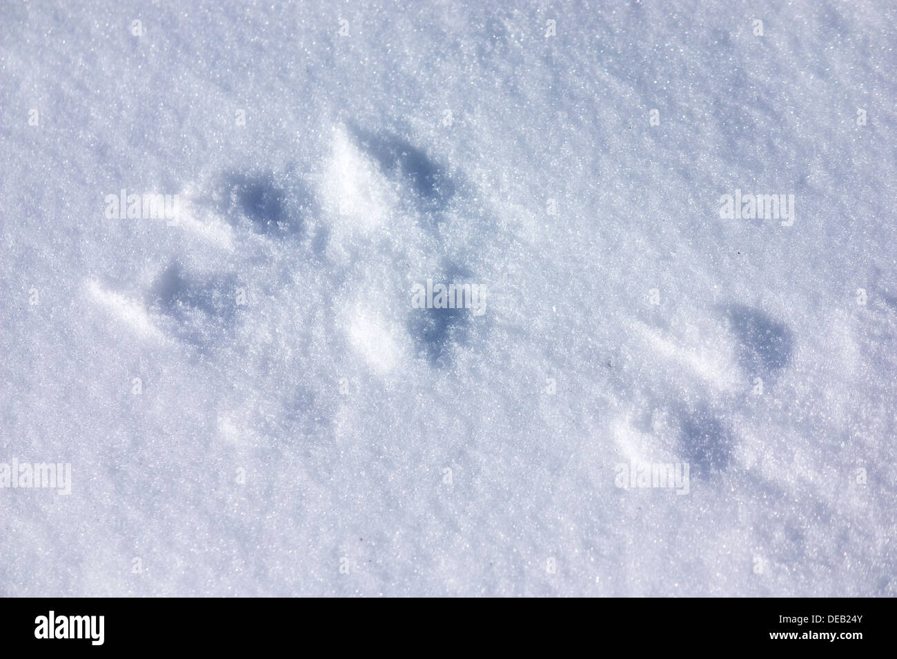 One foot of snow hi-res stock photography and images - Alamy