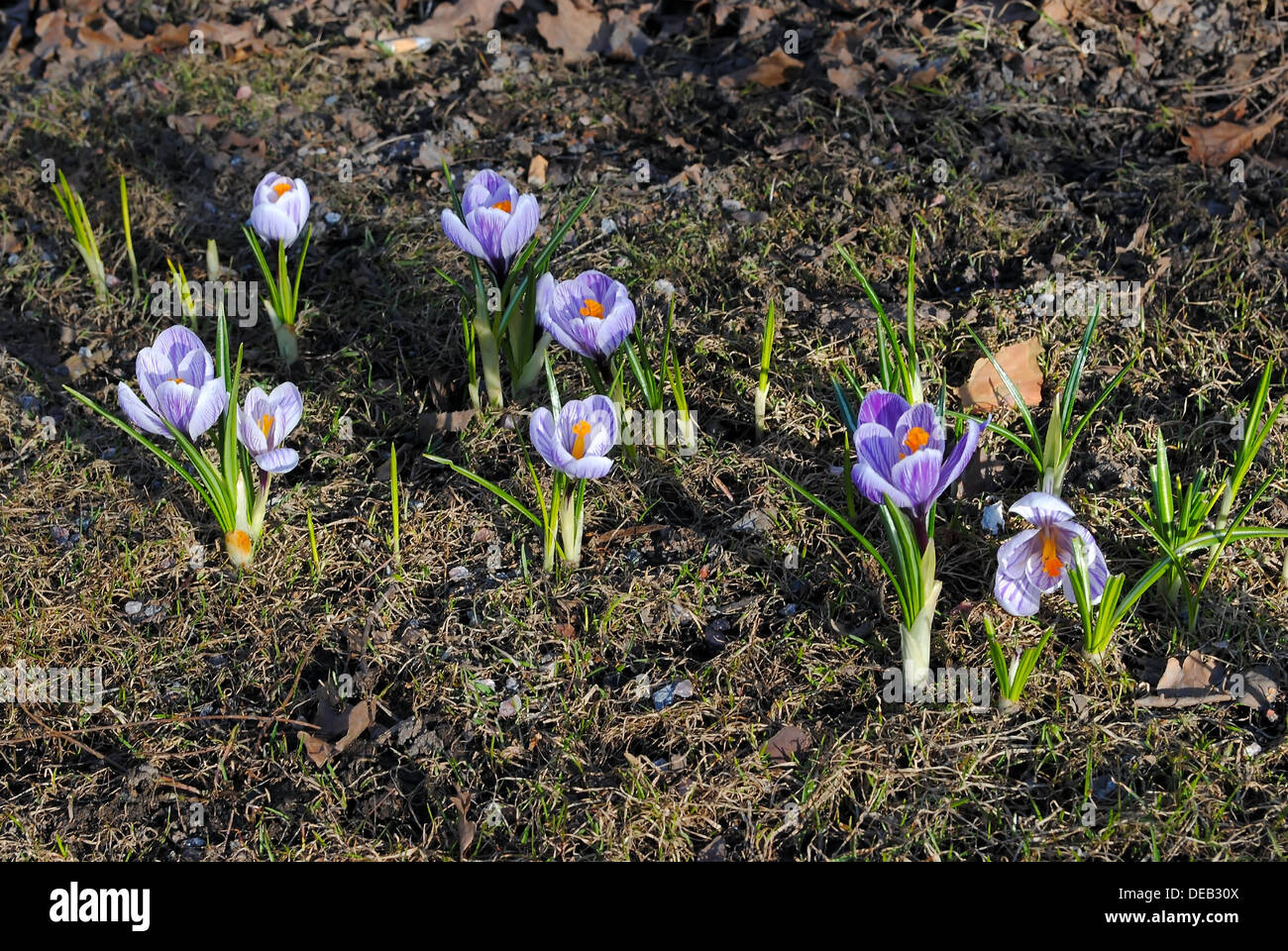 The first city flowers in late spring Stock Photo - Alamy