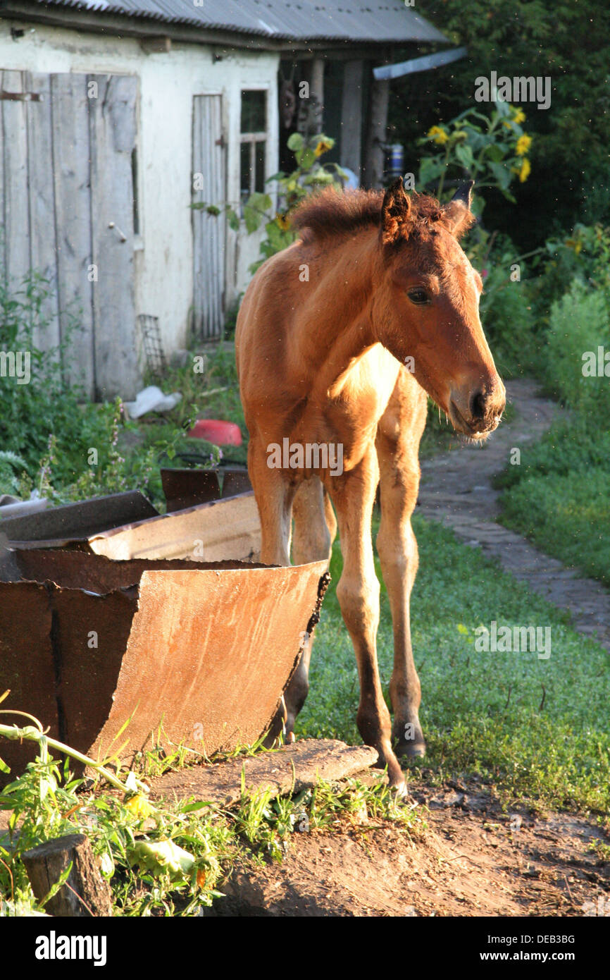 Horse Foal eating at house Stock Photo - Alamy