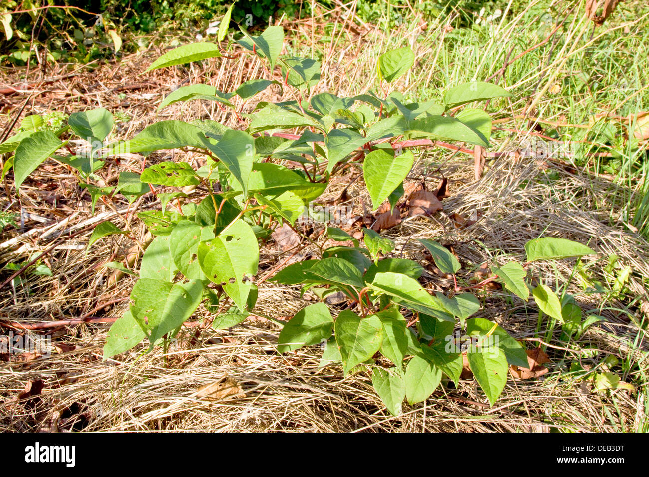 Japanese knotweed hi-res stock photography and images - Alamy