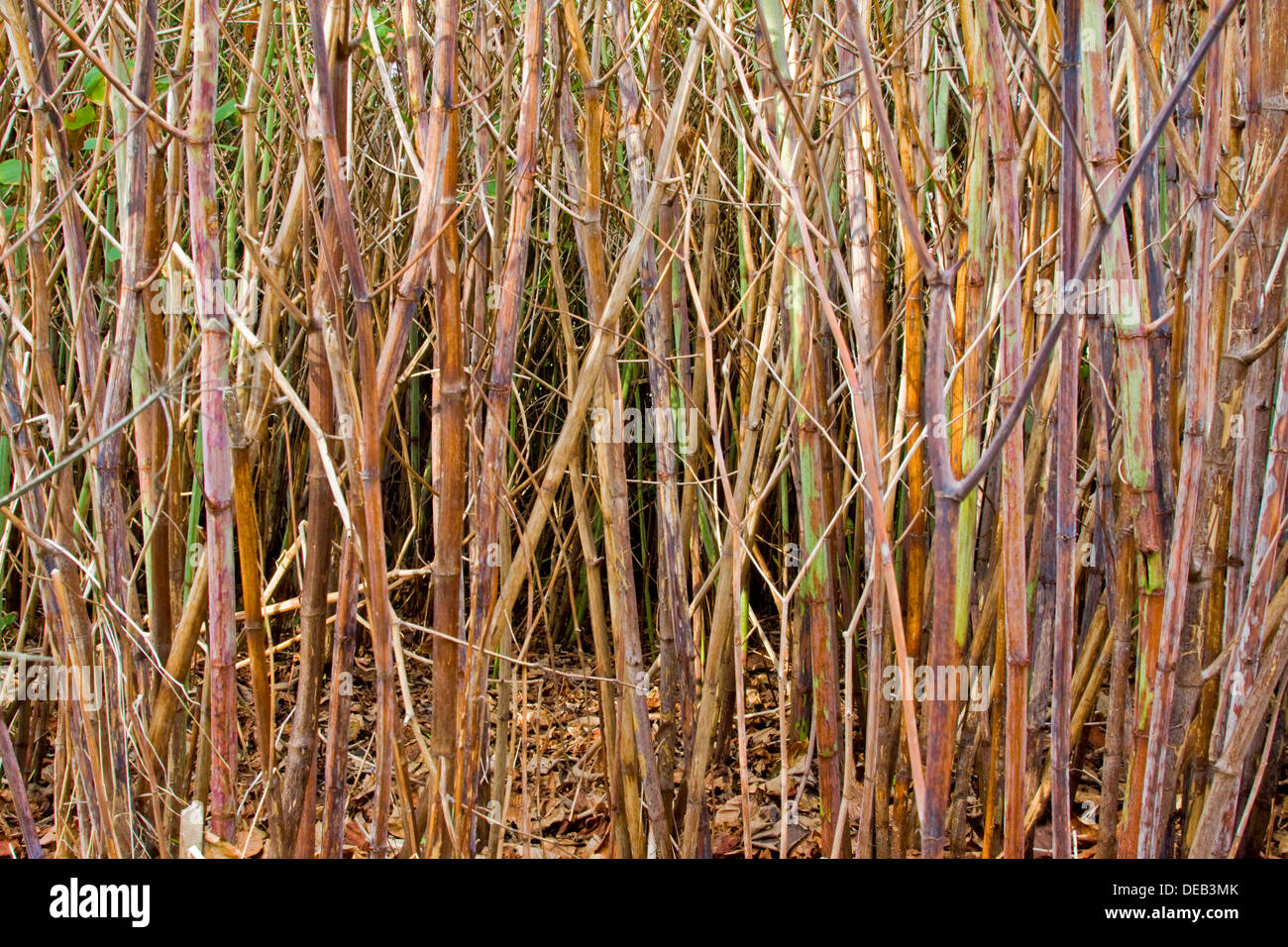 A close up of Japanese Knotweed stems starting to die back in autumn ...