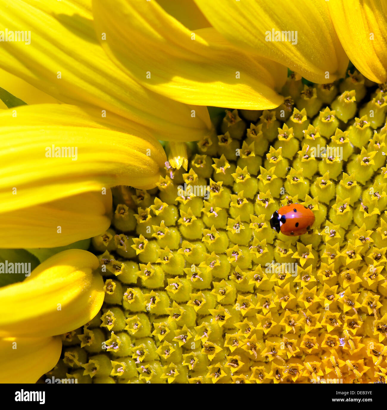 Sunflower and ladybug Stock Photo - Alamy