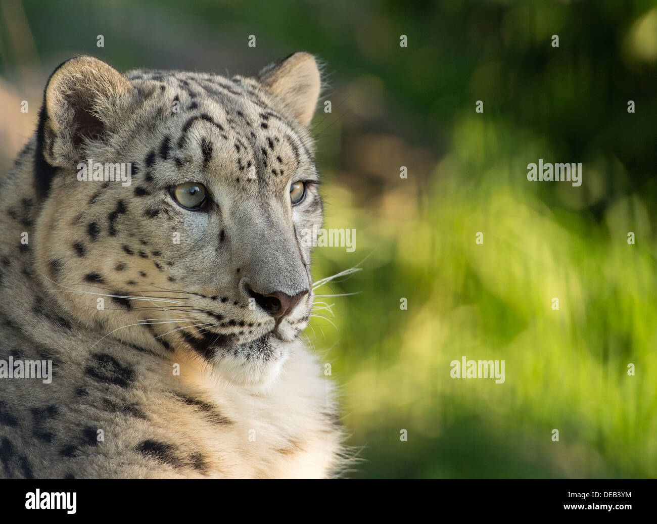 Female snow leopard hi-res stock photography and images - Alamy