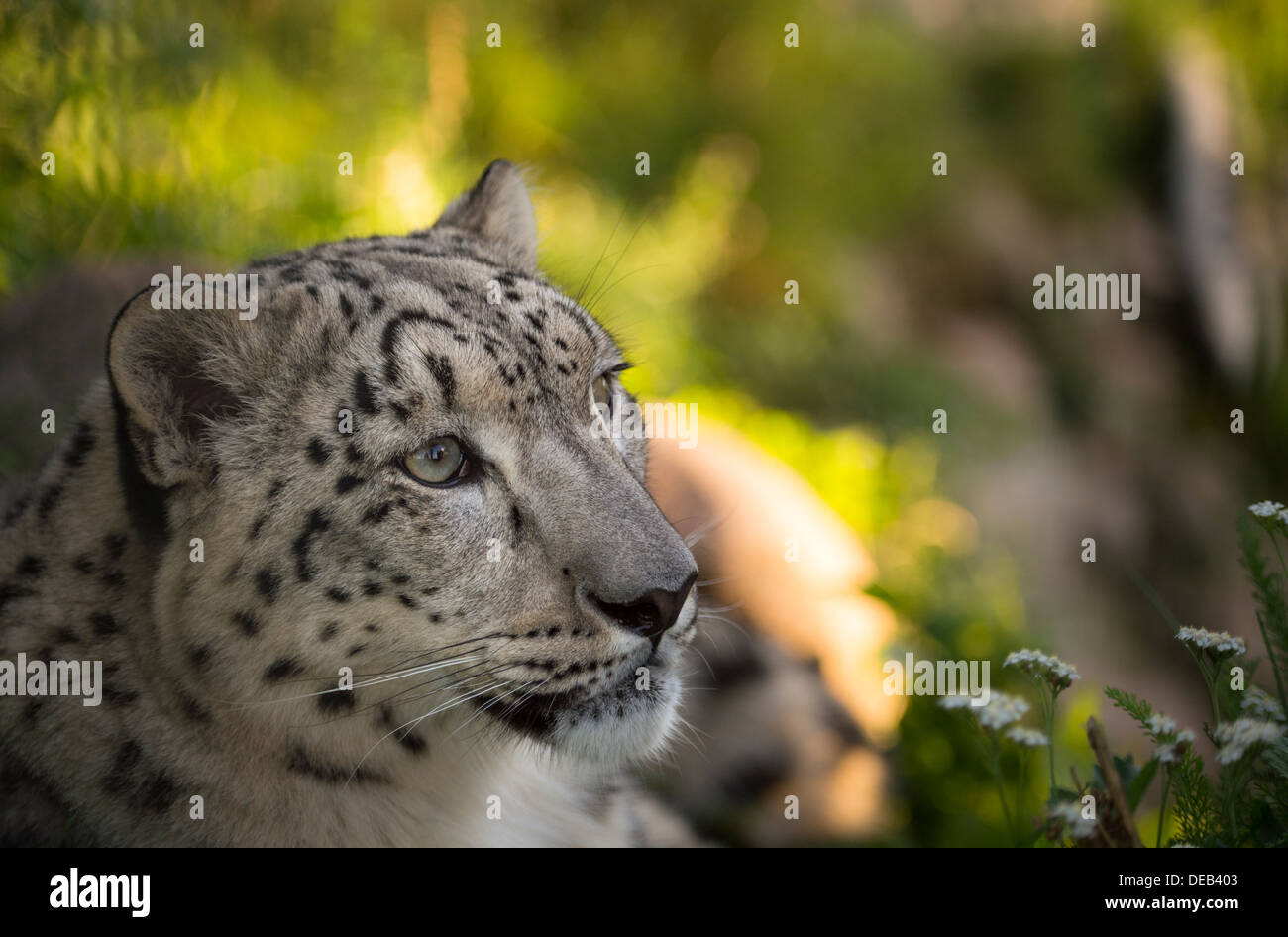 Female snow leopard (head shot Stock Photo - Alamy