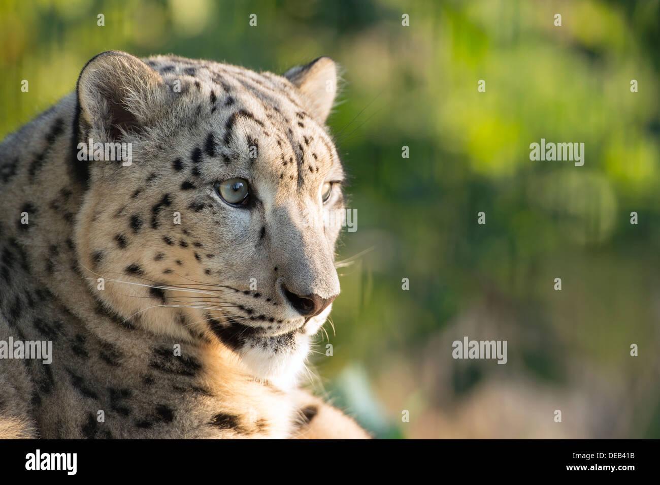 Female snow leopard (head shot Stock Photo - Alamy