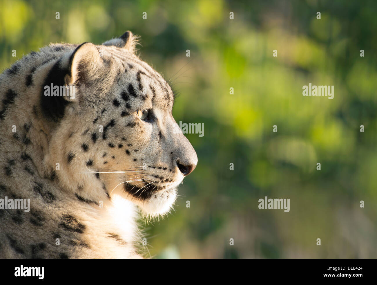 Female snow leopard (profile Stock Photo - Alamy