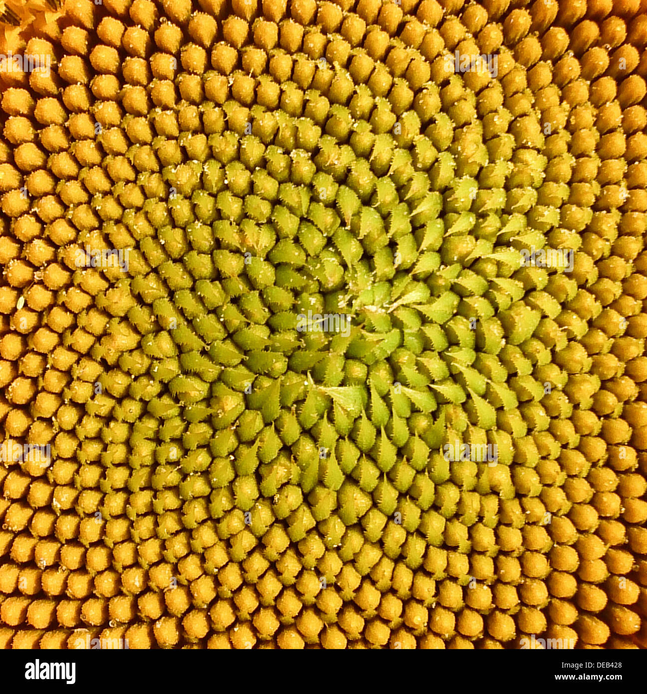 Fibonacci spiral sunflower hi-res stock photography and images - Alamy