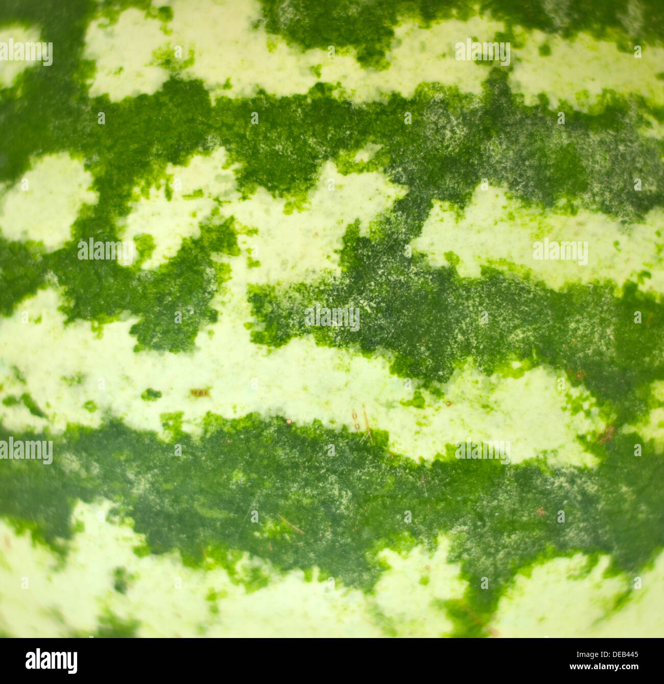 Texture watermelon hi-res stock photography and images - Alamy