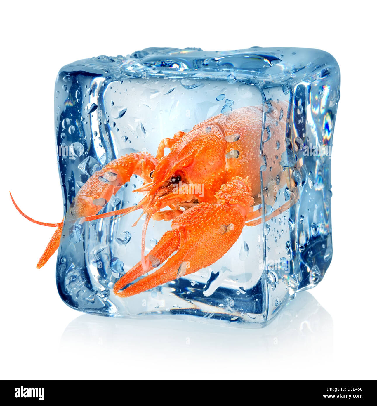 Crawfish in ice cube isolated on a white background Stock Photo - Alamy