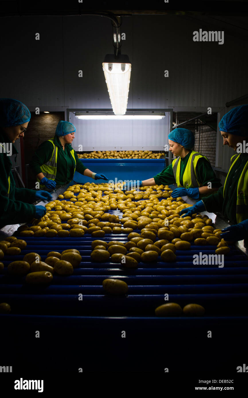 Young women checking new potatoes at a processing and packaging plant ...