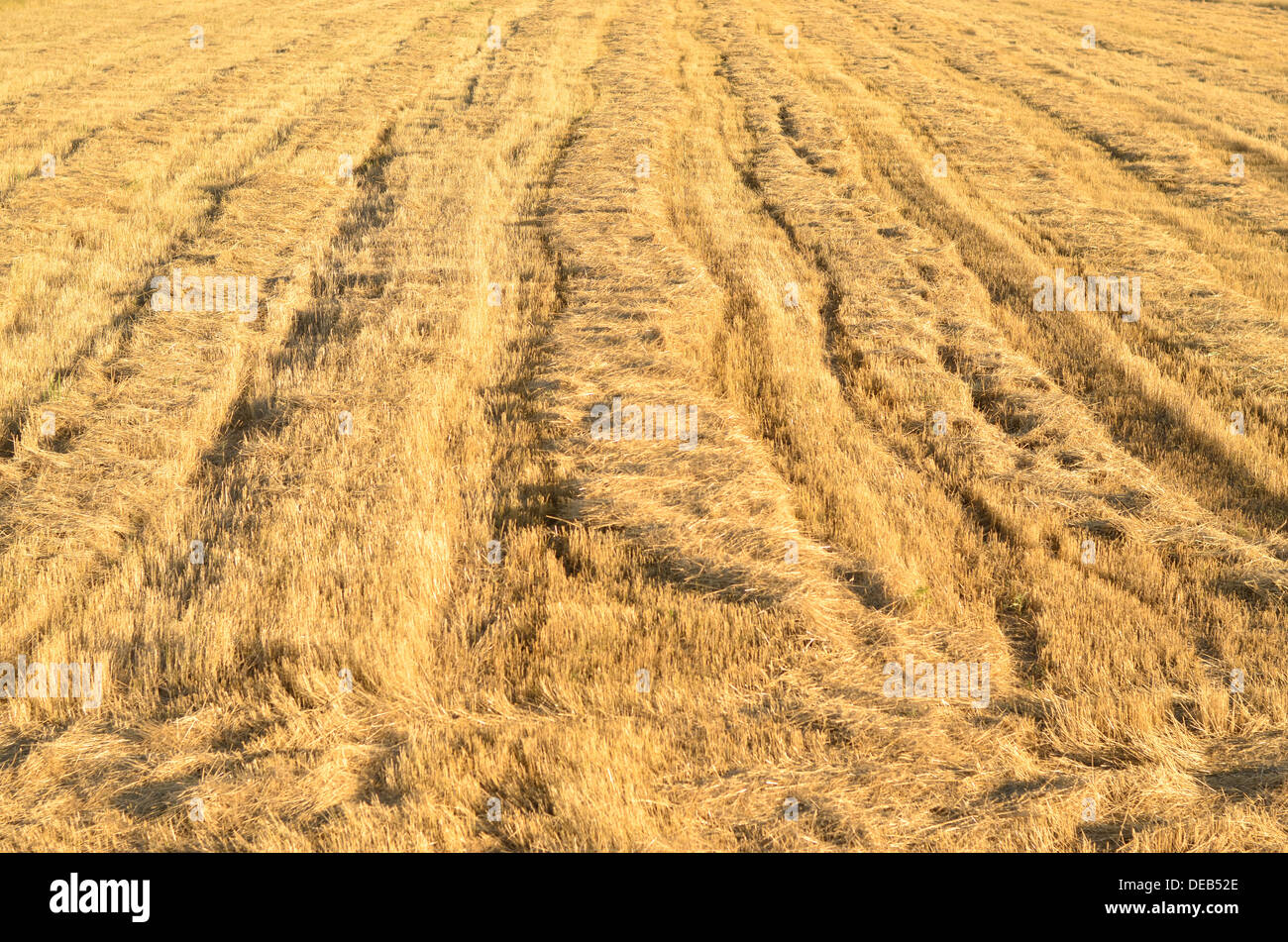 Wide view of wheat field Stock Photo - Alamy