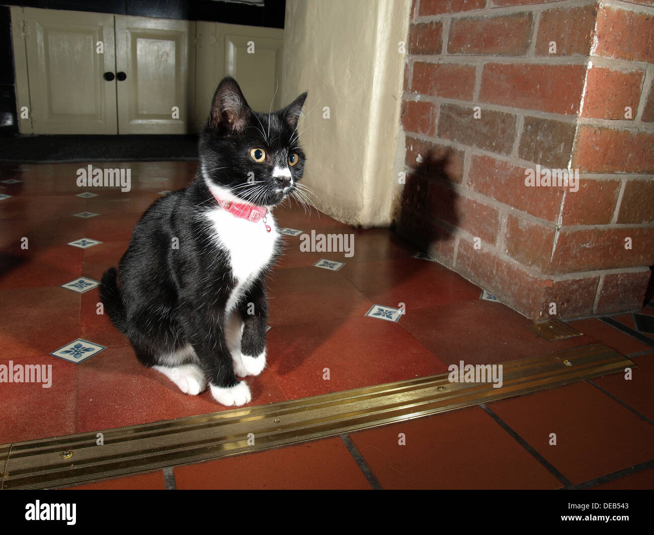 Cat sat waiting hi-res stock photography and images - Alamy
