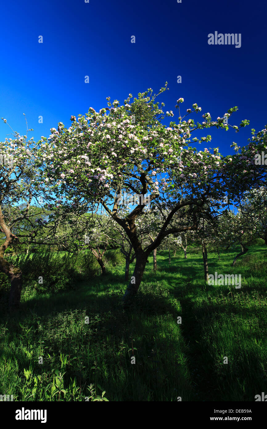 Summer view over Cider Apple Orchard trees, Somerset Levels, Somerset ...