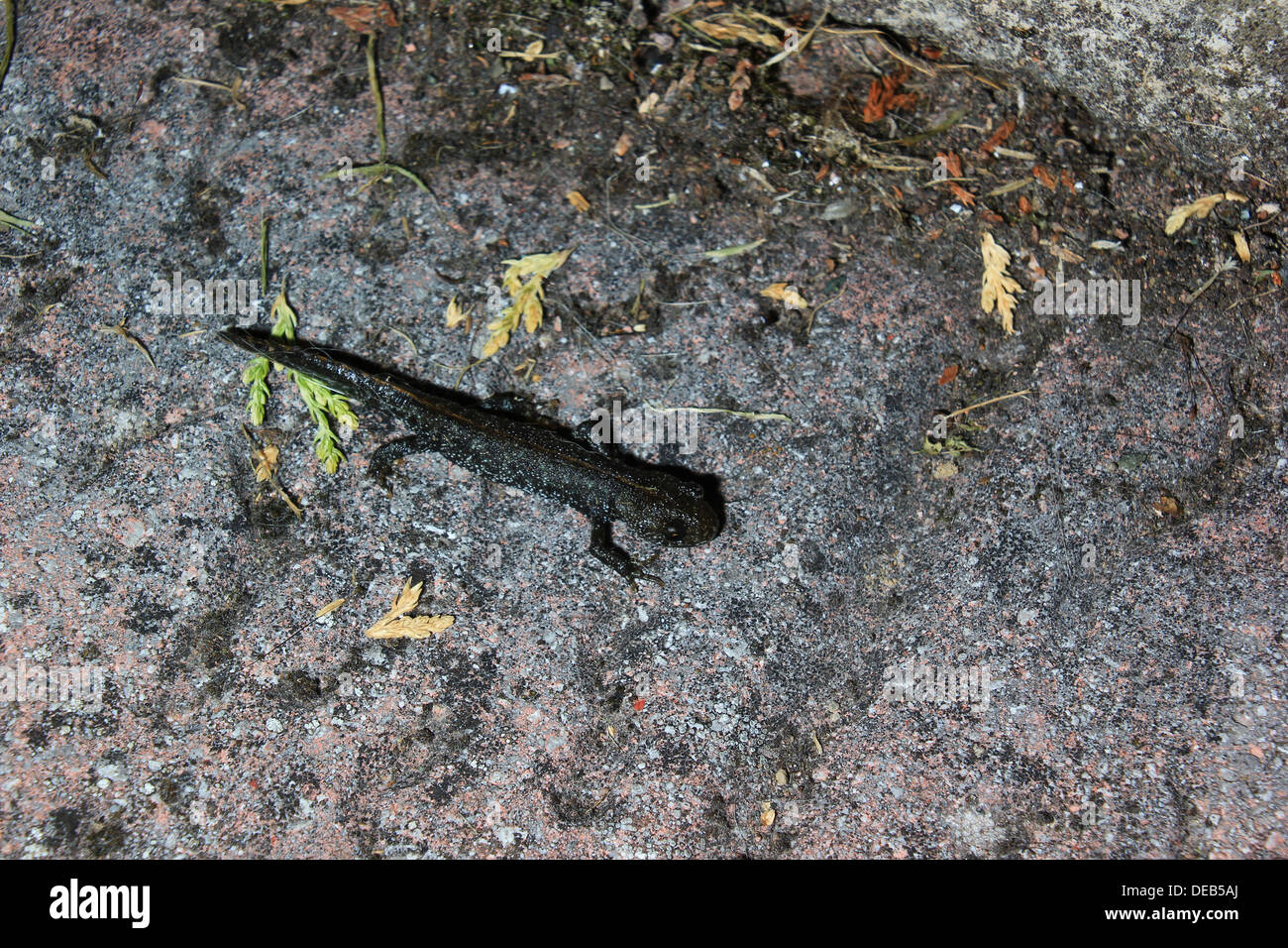 Young great crested newt on garden path Stock Photo - Alamy