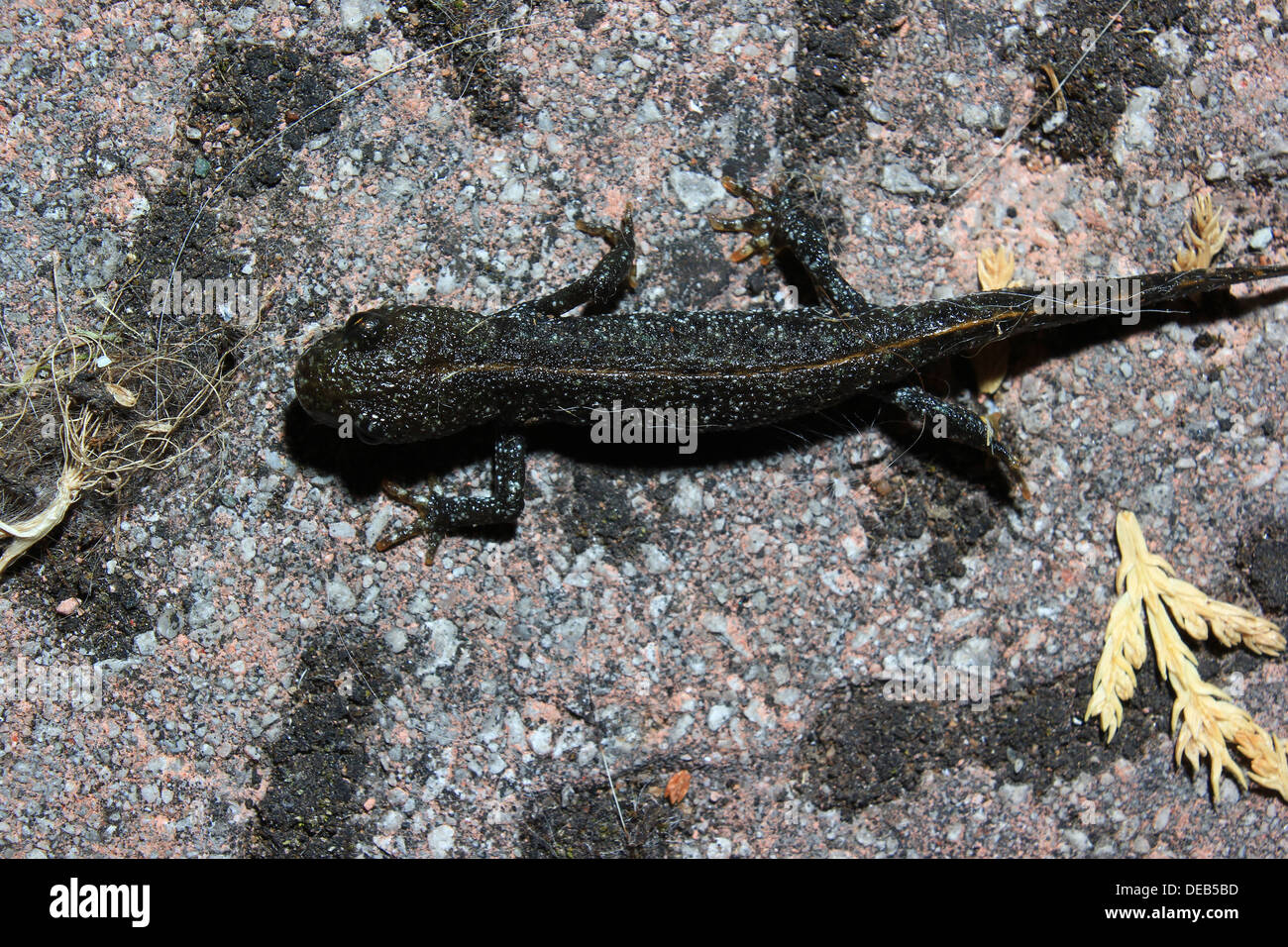 Young great crested newt on garden path Stock Photo - Alamy
