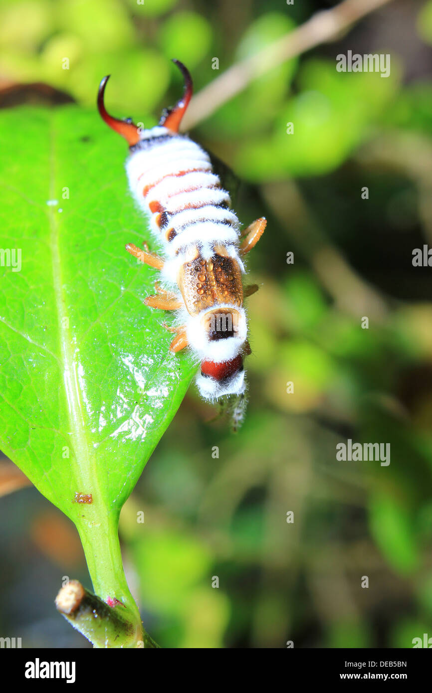 Earwig hi-res stock photography and images - Alamy