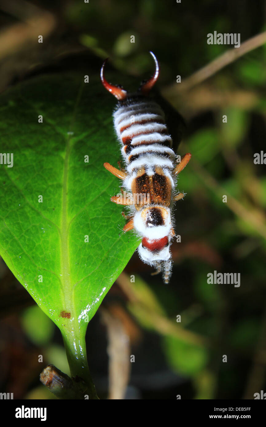 Earwig hi-res stock photography and images - Alamy