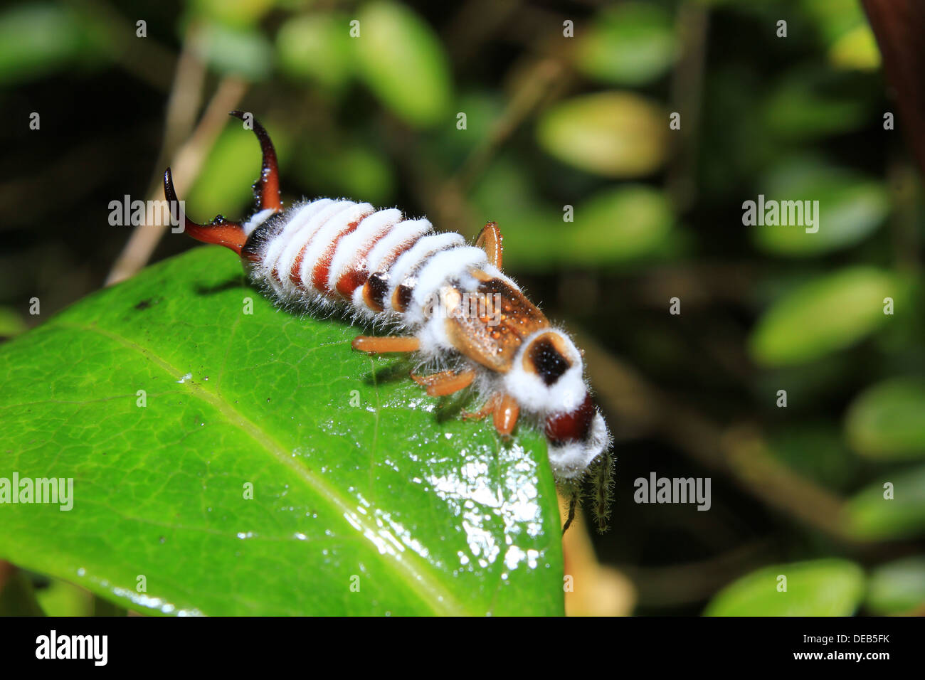 Earwig hi-res stock photography and images - Alamy
