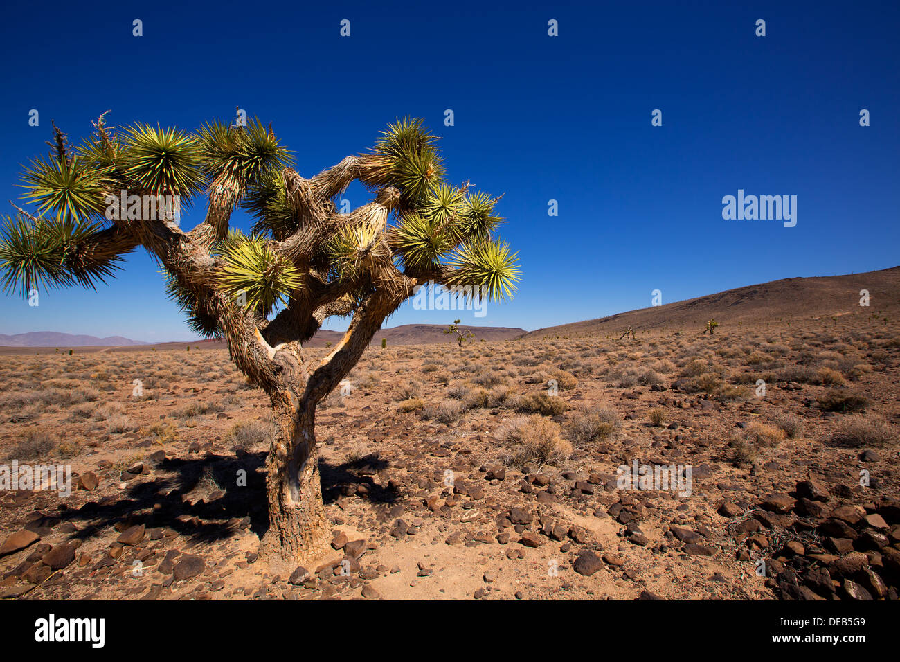 Death Valley joshua tree yucca plant in California Stock Photo - Alamy