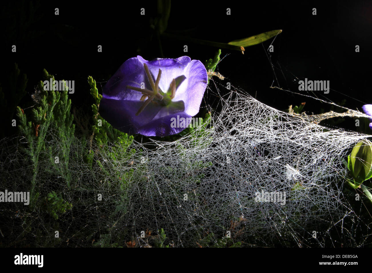 Spider webs and bell flower Stock Photo - Alamy