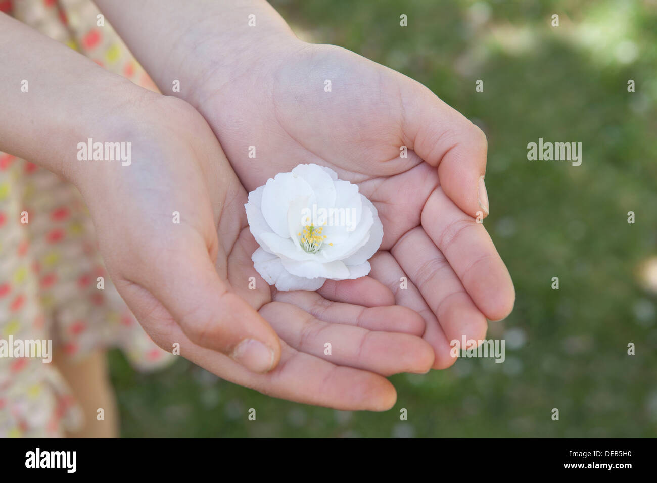 Hands cupped together hi-res stock photography and images - Alamy