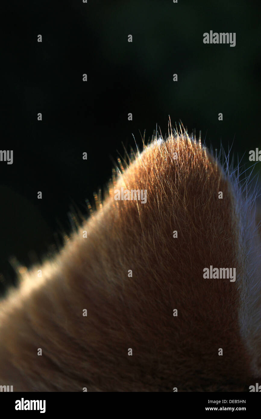 Cat's ear backlit Stock Photo - Alamy