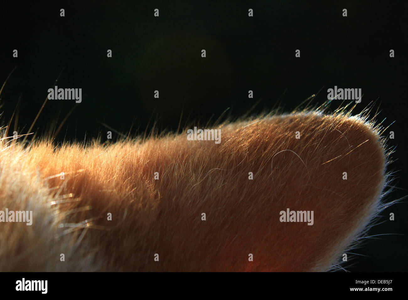 Cat's ear backlit Stock Photo - Alamy