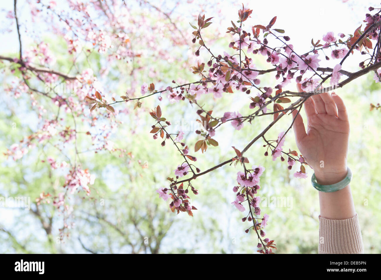 Close up of woman's hand touching a branch with pink cherry blossoms in ...
