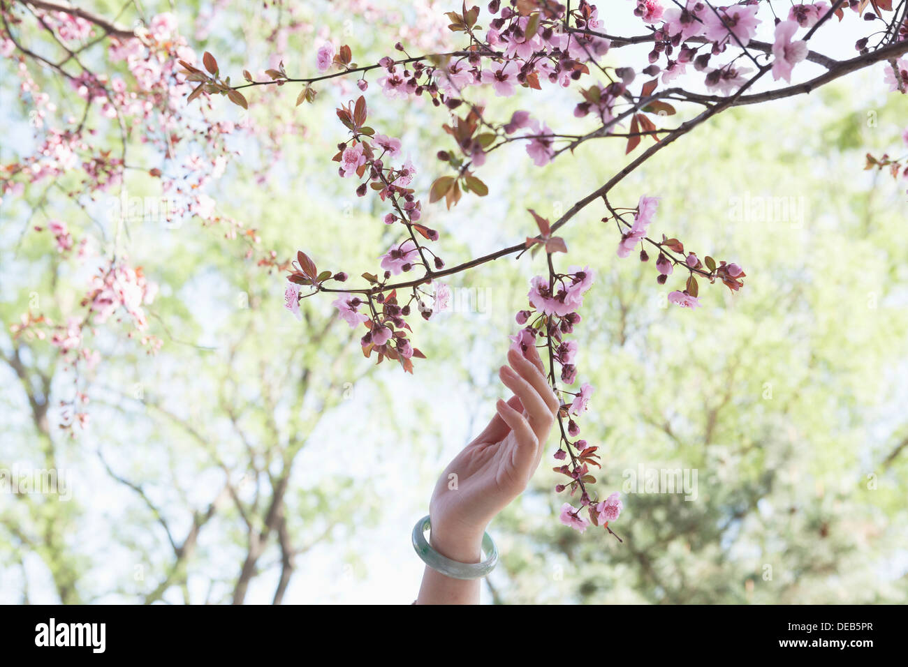 Close up of woman's hand touching a branch with pink cherry blossoms in ...