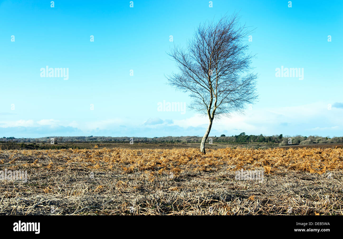 A lone winter tree on desolate moorland in the New Forest National Park ...