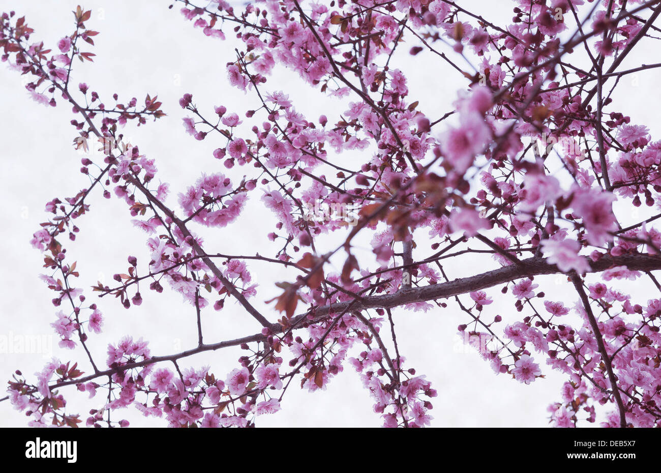 Cherry blossom in spring beijing hi-res stock photography and images ...