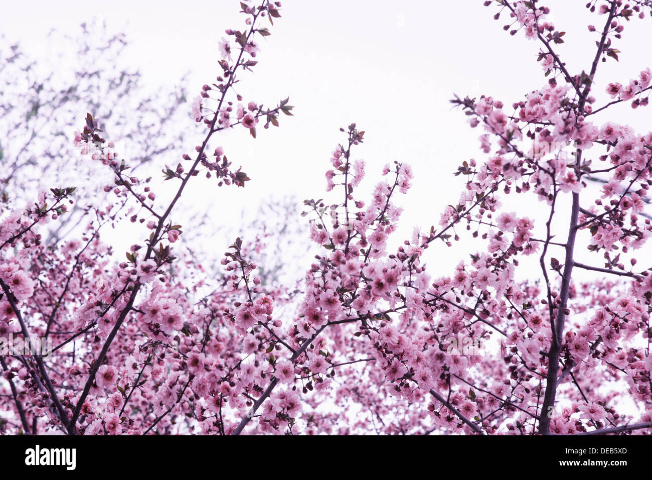 Cherry blossom tree and branches against the sky, outdoors, Beijing ...