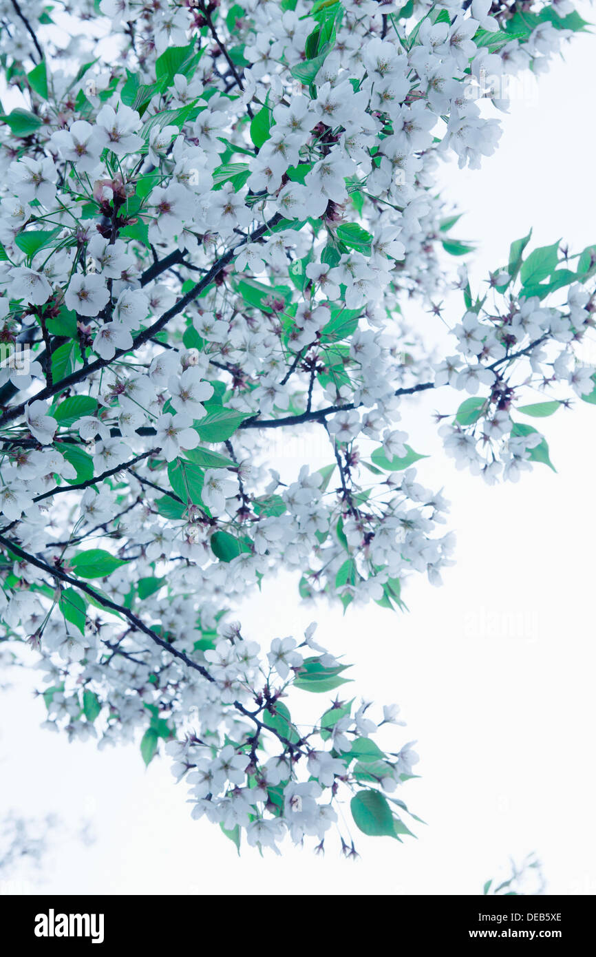 Cherry blossom tree and branches against the sky, outdoors, Beijing ...