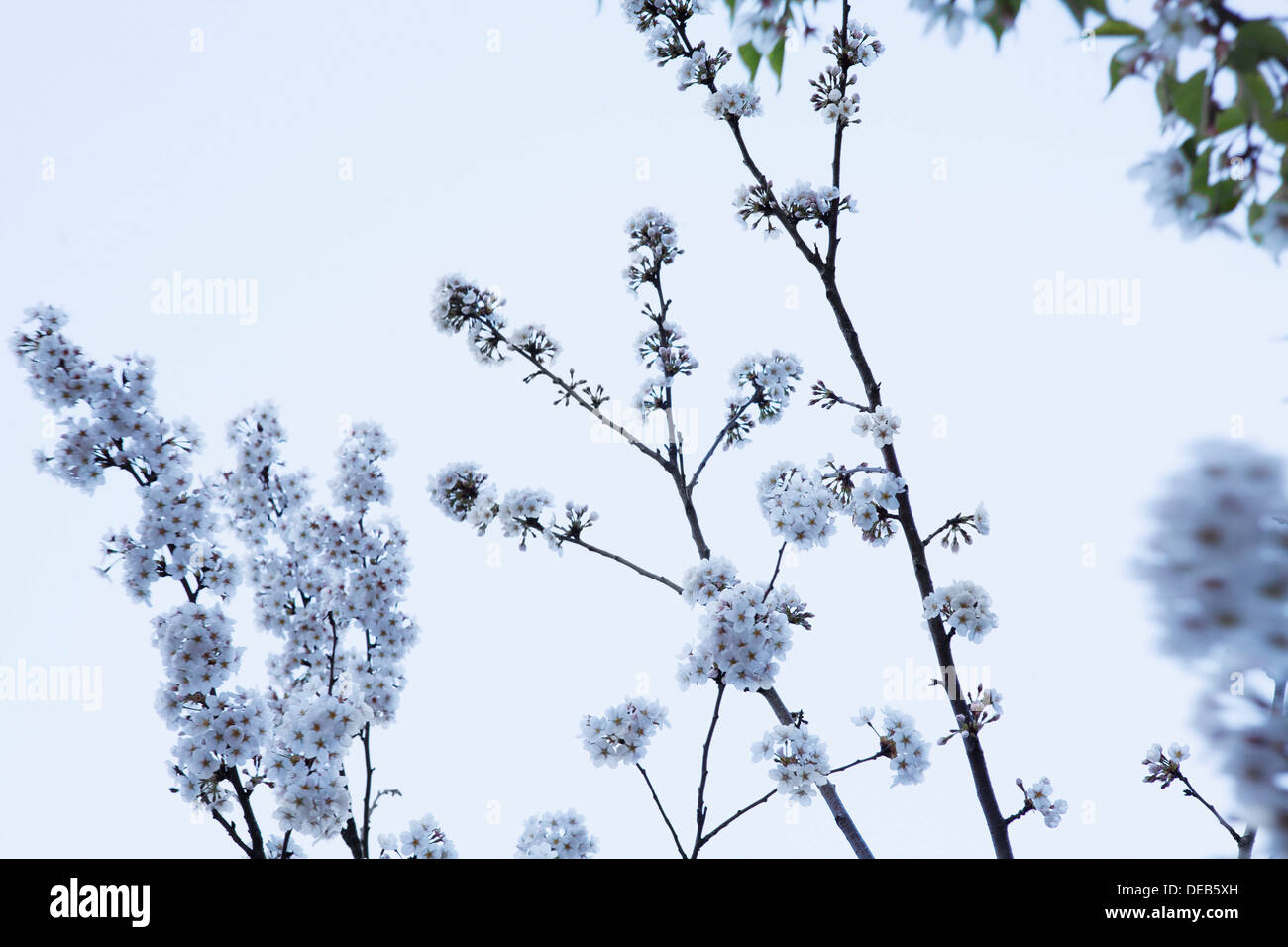 Cherry blossom tree and branches against the sky, outdoors, Beijing ...