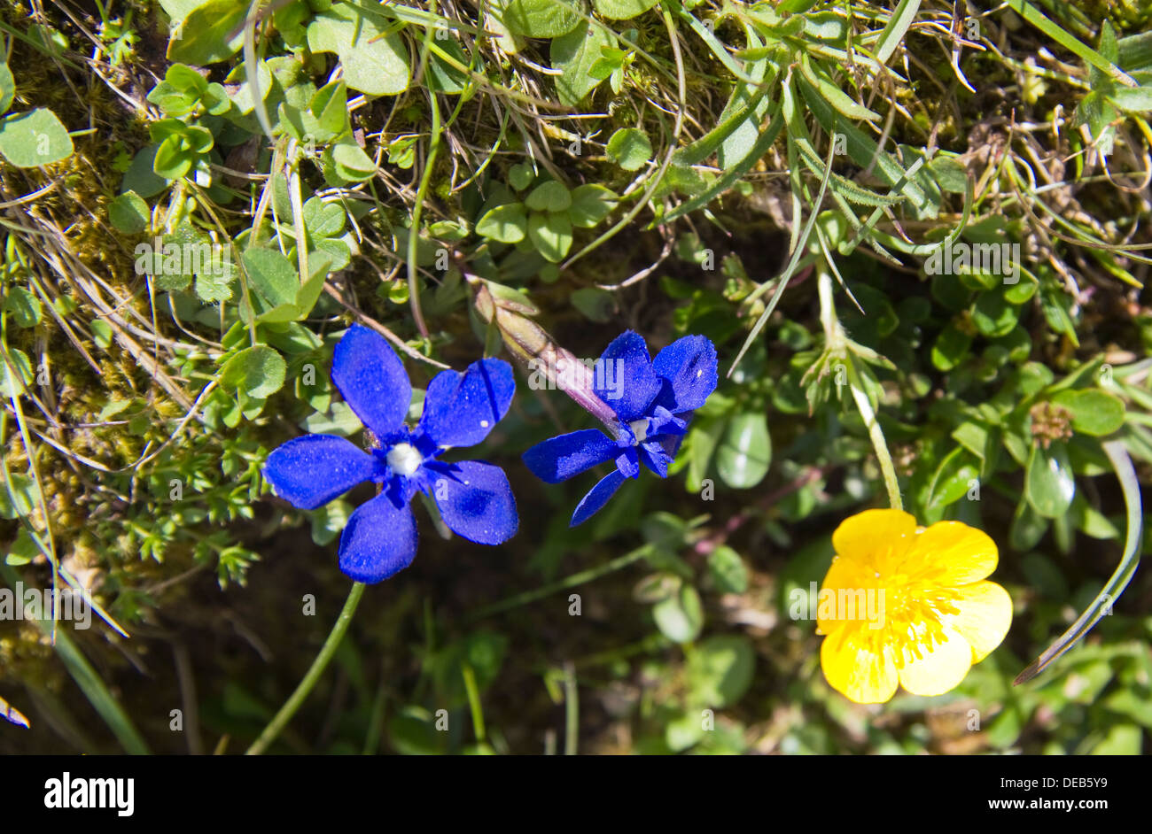 Ranunculus hybridus dolomites hi-res stock photography and images - Alamy